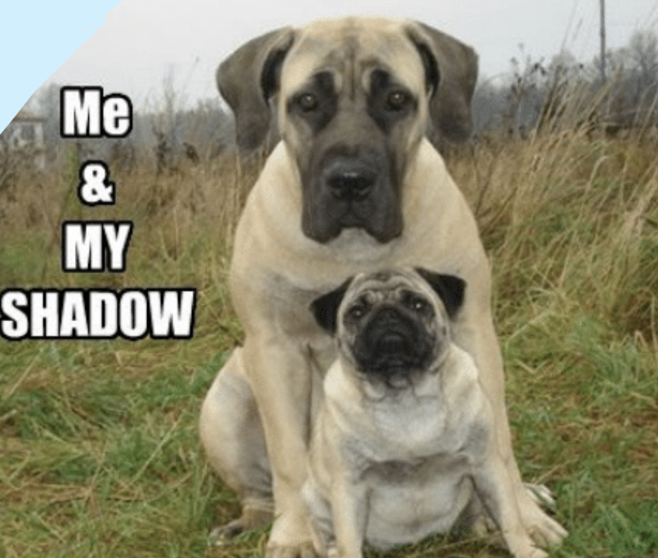 14 Mastiff Memes That Will Make Your Day | Page 2 of 3 | PetPress