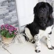 14 Pictures Proving That Newfoundlands are True Human`s Friends | PetPress