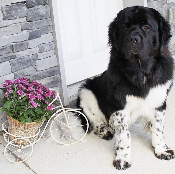 14 Pictures Proving That Newfoundlands are True Human`s Friends | PetPress