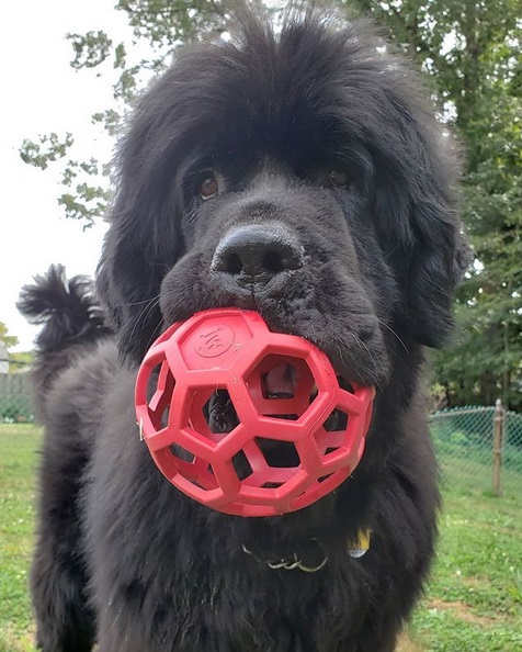 14 Pictures Proving That Newfoundlands are True Human`s Friends | PetPress