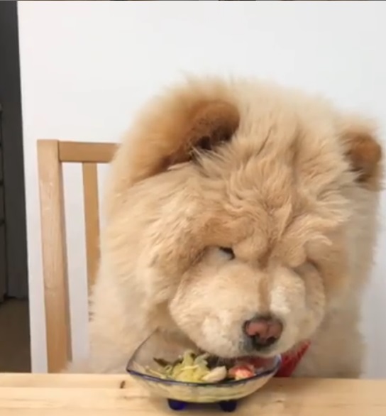 14 Activities Chow Chows Could Master If They were Human Being - PetPress