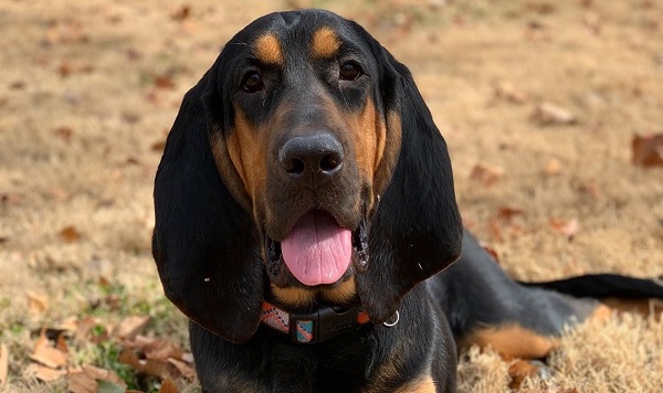 14 Delightful Facts About Bloodhounds - PetPress