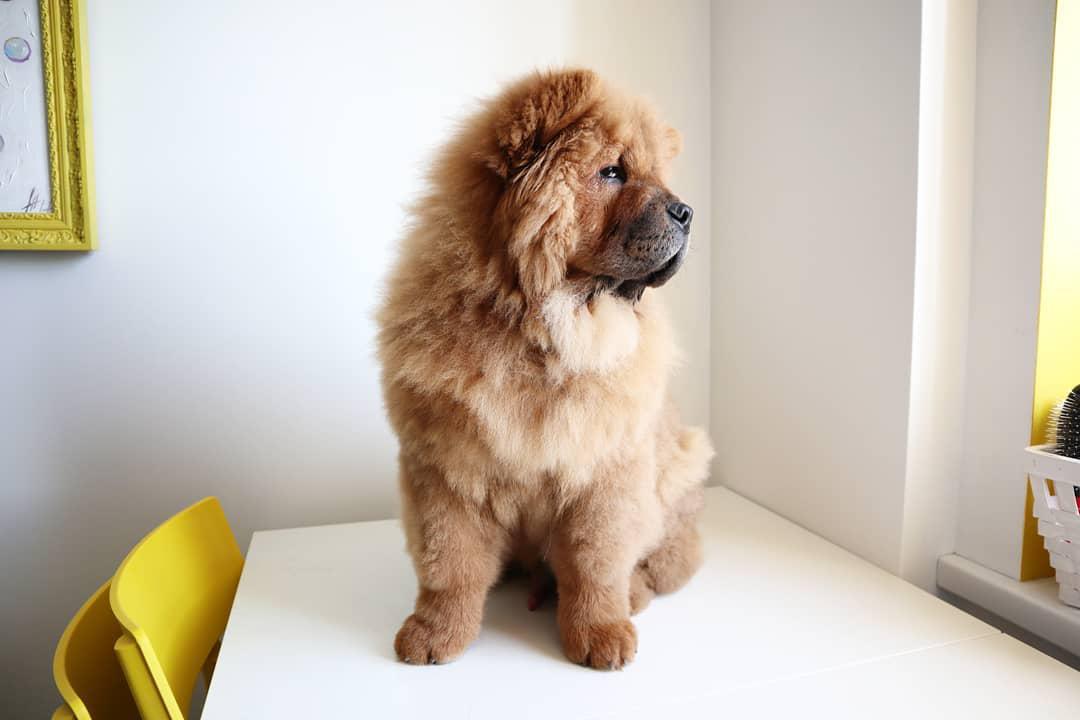15 Things Every Chow Chow Owner Should Follow