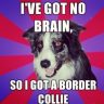 14 Funny Border Collie Memes That Will Make You Laugh! - PetPress