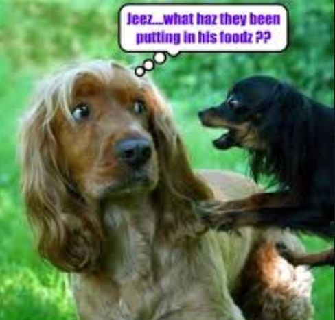 14 Funny Cocker Spaniel Memes That Will Make You Smile! - Page 3 of 3 ...