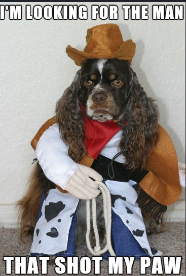 14 Funny Cocker Spaniel Memes That Will Make You Smile! | Page 2 of 3 ...