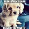 14 Funny Cocker Spaniel Memes That Will Make You Smile! | PetPress