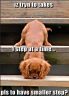 14 Funny Cocker Spaniel Memes That Will Make You Smile! | PetPress