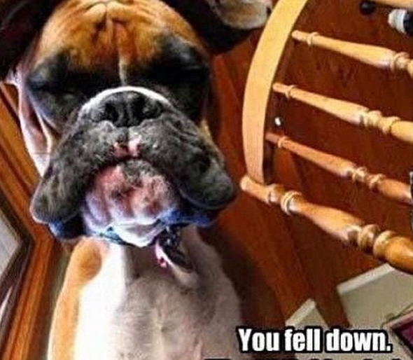 14 Funny Memes That Only Boxer Owners Will Understand! | Page 2 of 3 ...