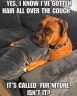 14 Funny Memes That Only Boxer Owners Will Understand! - PetPress