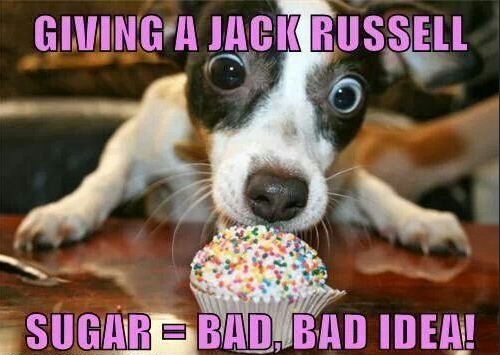 14 Funny Jack Russell Terrier Memes That Will Make You Smile | Page 2 ...