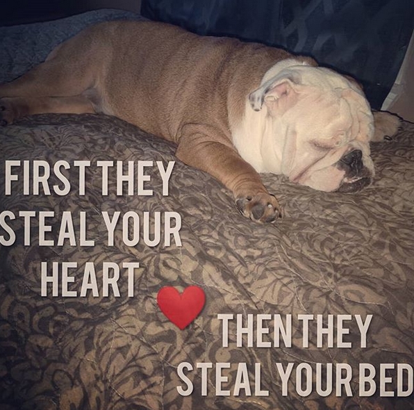 14 Funny Memes That You Totally Must Send to Your Friends Who Own ...