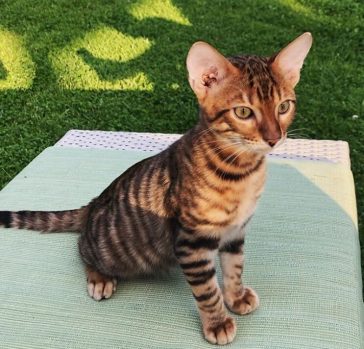 14 General Characteristics Of Toyger Cats | PetPress