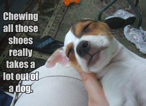 The 14 Funniest Jack Russell Terrier Memes of the Week! | Page 3 of 3 ...