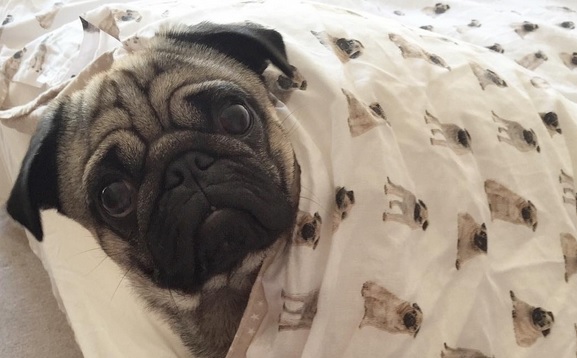 14 Facts That Prove Pugs are The Best Dogs Ever | PetPress