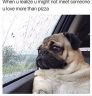 14 Funny Memes You Must Send to Your Friends Who Own Pugs | PetPress