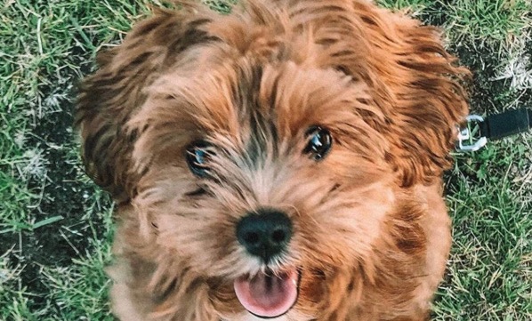 14 Photos Of Havanese That Will Make You Smile - PetPress