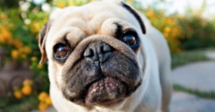 13 Signs You Know Your Pug Loves You - PetPress