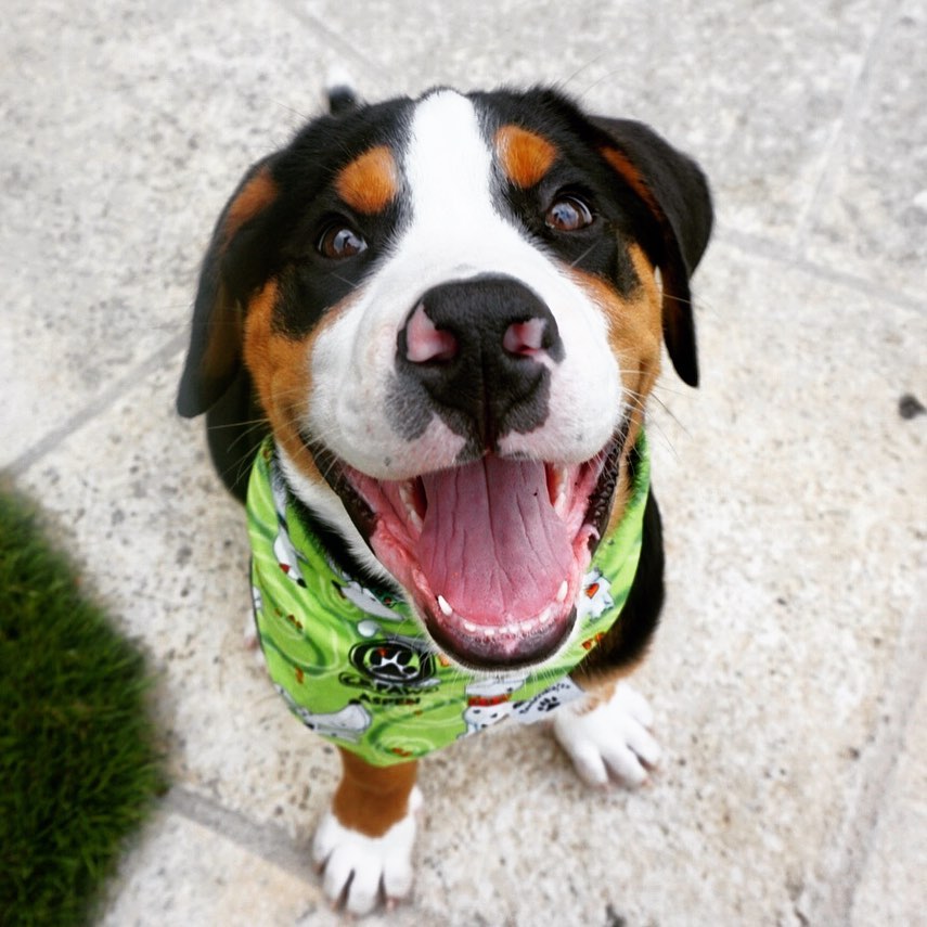 14 Things You Should Know About Greater Swiss Mountain Dogs | PetPress