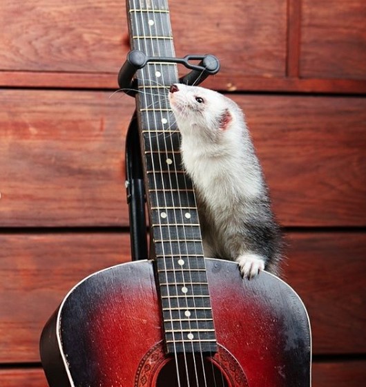 14 Tips For Keeping And Feeding Domestic Ferrets