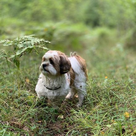 16 Reasons to Adopt the Lhasa Apso | Page 3 of 3 | PetPress