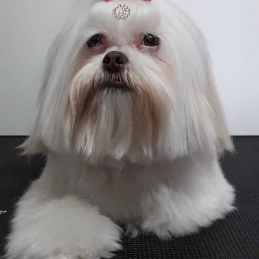 16 Reasons to Adopt the Lhasa Apso | Page 2 of 3 | PetPress