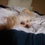 16 Reasons to Adopt the Lhasa Apso | Page 2 of 3 | PetPress