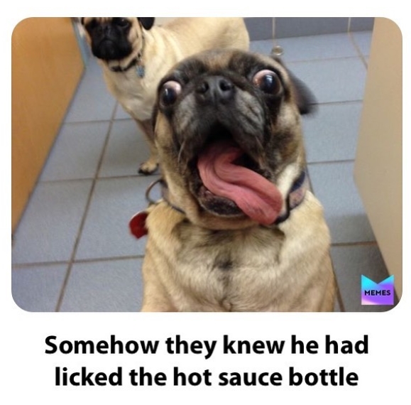 The 14 Funniest Pug Memes Ever! - PetPress