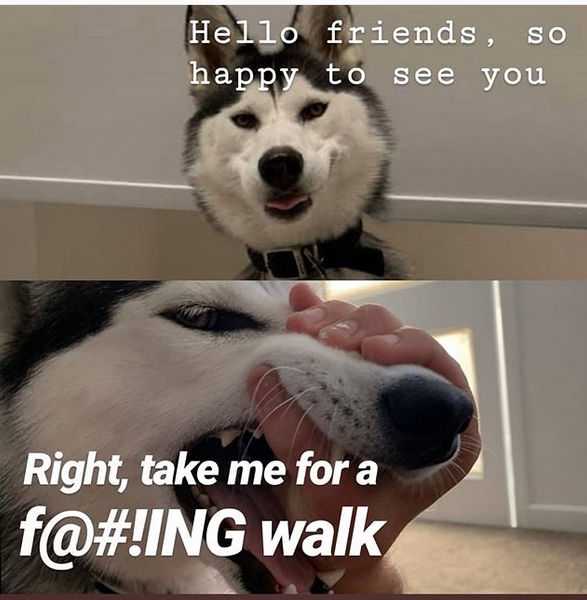 14 Funny Husky Memes That Will Make Your Day Brighter! - PetPress