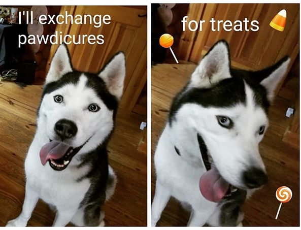 14 Funny Husky Memes That Will Make Your Day! | Page 2 of 3 | PetPress