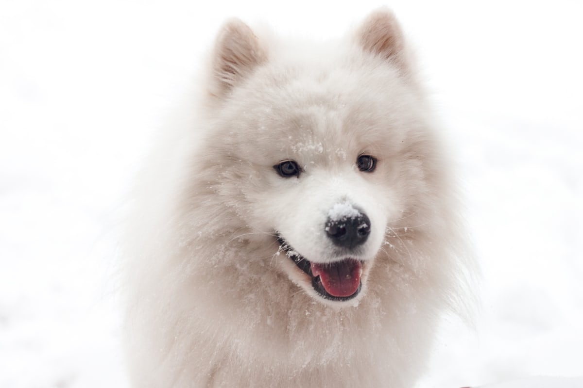 14 Reasons Samoyeds and American Eskimo Dogs Are The Pet of the Year ...