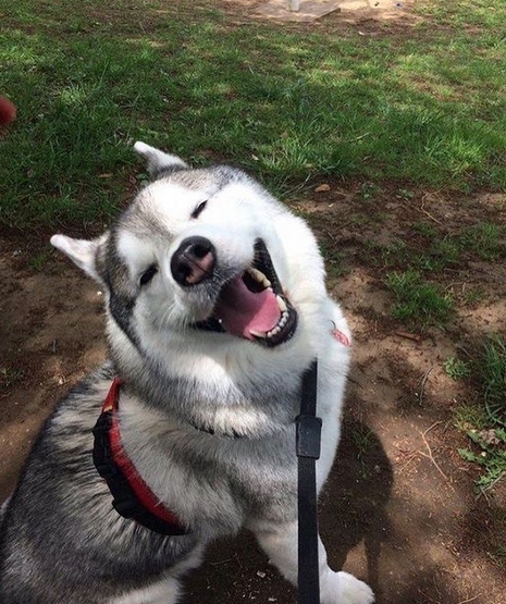 The 15 Best Husky Memes That Will Totally Make You Smile! | Page 2 of 3 ...