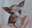 14 Facts About Sphynx Cats That You Should Know | Page 2 of 3 | PetPress