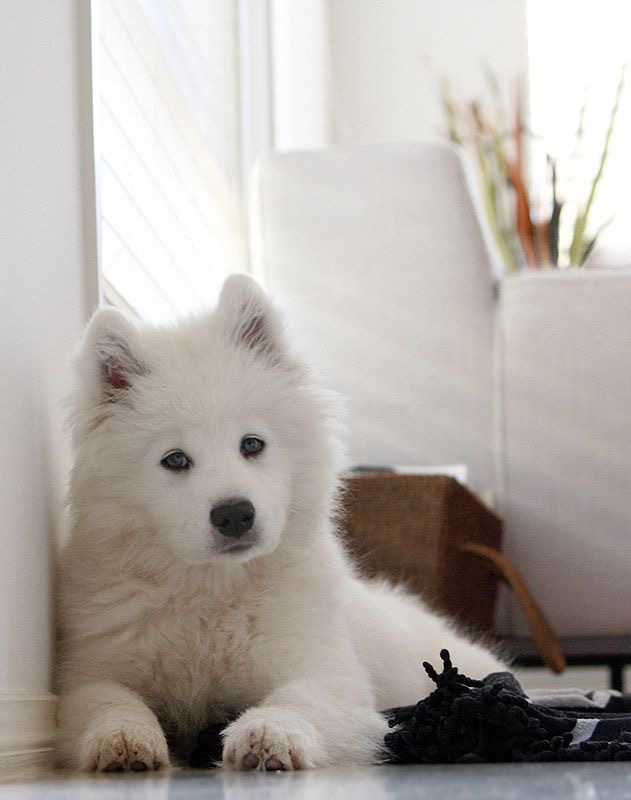 14 Pictures Of Samoyeds Just Being Their Perfect Selves | PetPress
