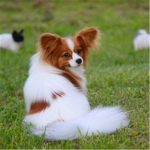 14 Charming And Lovely Pics Of Papillons You Will Love | PetPress