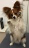 14 Charming And Lovely Pics Of Papillons You Will Love | PetPress