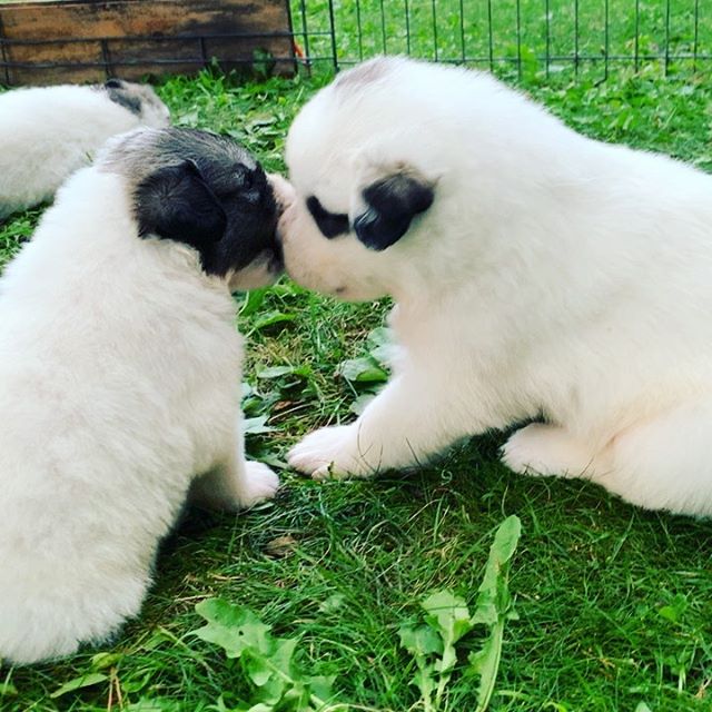 14 Fluffy Pics of Great Pyrenees You Have to See | PetPress