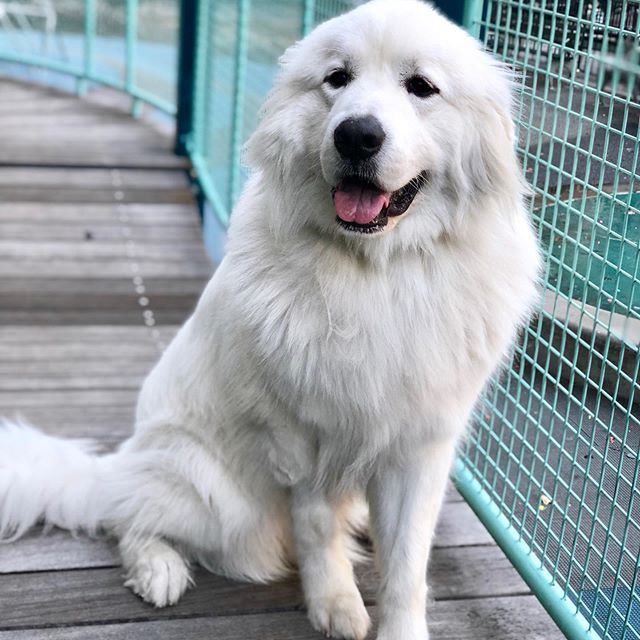 14 Fluffy Pics of Great Pyrenees You Have to See | PetPress