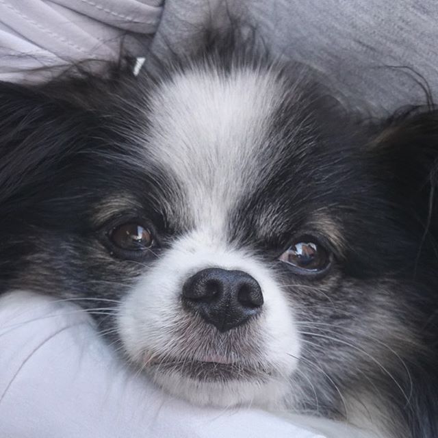 14 Amazing Facts About Papillons You Probably Didn’t Know | PetPress