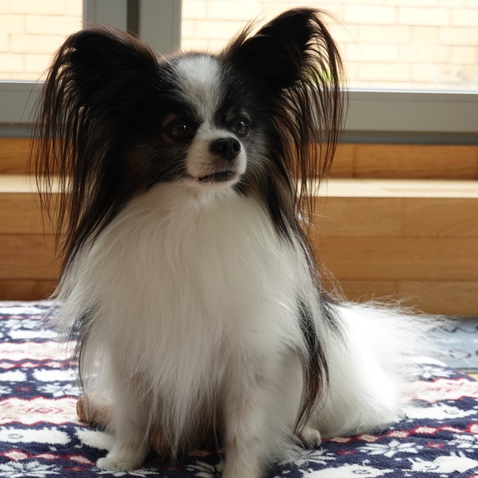 14 Amazing Facts About Papillons You Probably Didn’t Know | PetPress