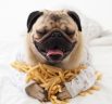 15 Reasons Why People Prefer Pugs to Other Dog Breeds | PetPress