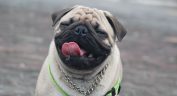 15 Reasons Why People Prefer Pugs to Other Dog Breeds | PetPress