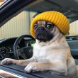 15 Reasons Why People Prefer Pugs to Other Dog Breeds | PetPress