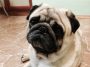 15 Reasons Why People Prefer Pugs to Other Dog Breeds | PetPress