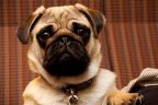15 Reasons Why People Prefer Pugs to Other Dog Breeds | PetPress