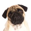 15 Reasons Why People Prefer Pugs to Other Dog Breeds | PetPress