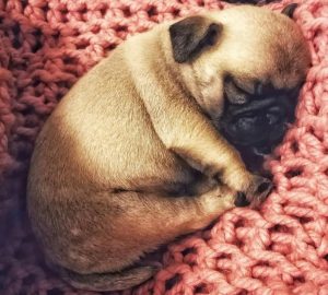 14 Photos Showing That Pugs Love To Sleep So Much! | PetPress