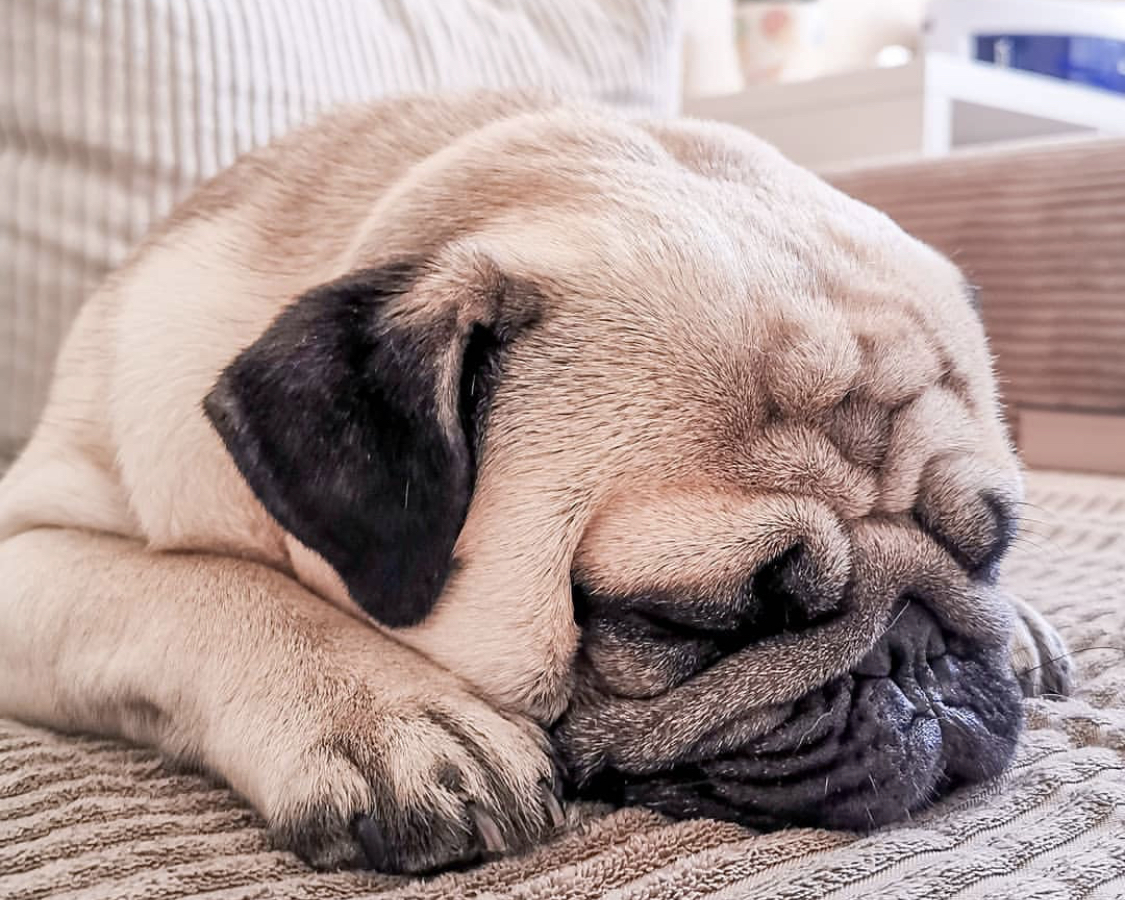 14 Photos Showing That Pugs Love To Sleep So Much! | PetPress