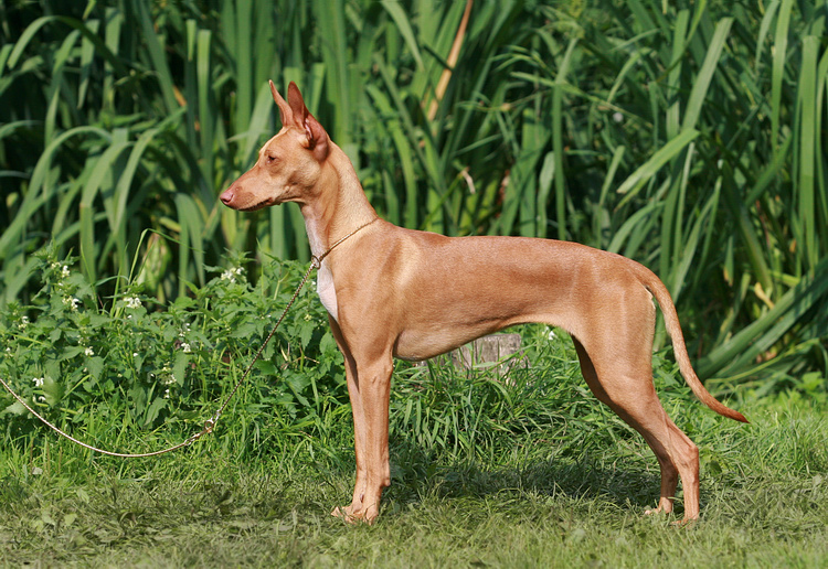 17 Little-Known Dog Breeds - PetPress