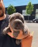 14 Things To Know About Shar Pei Dogs | PetPress